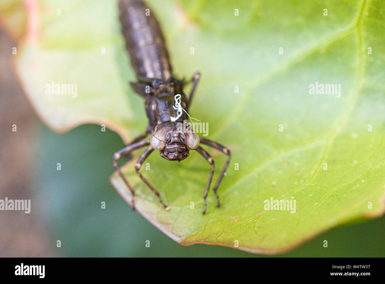 Odonata larvae -Fotos und -Bildmaterial in hoher Auflösung – Alamy
