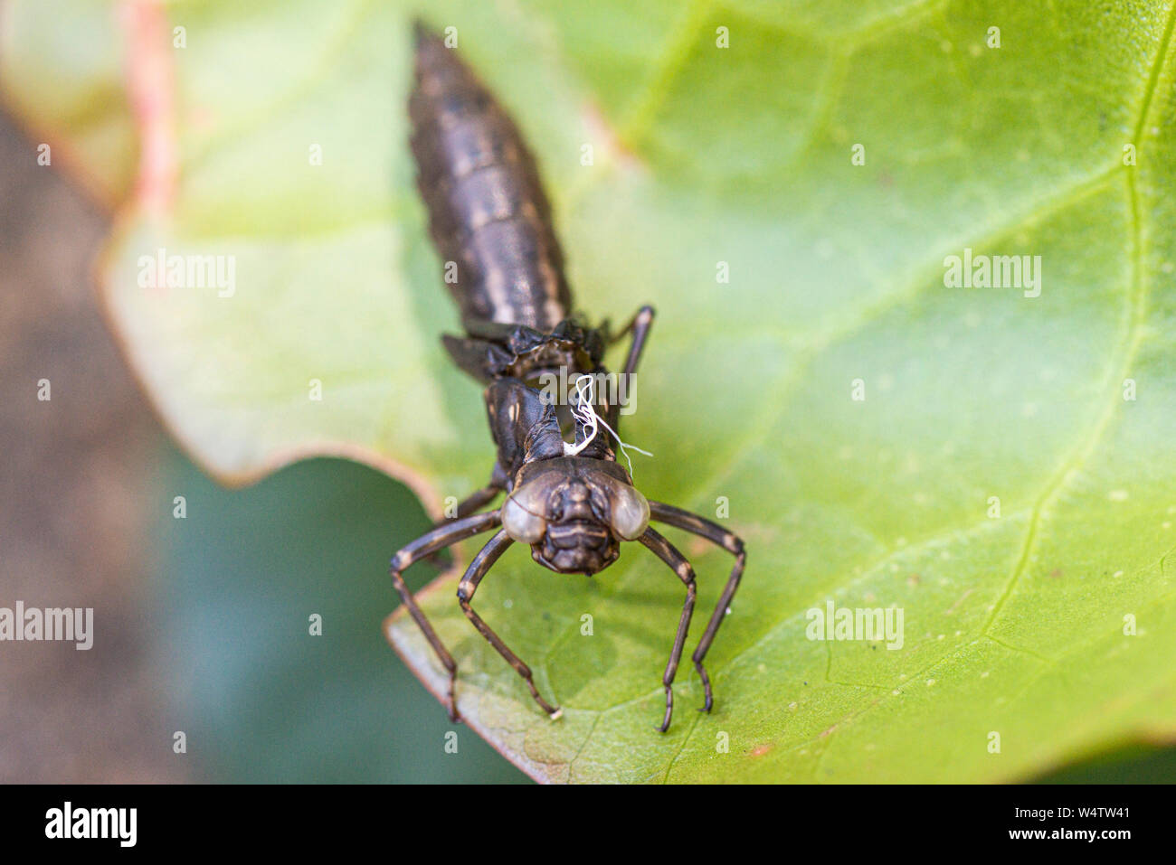 Odonata larvae -Fotos und -Bildmaterial in hoher Auflösung – Alamy