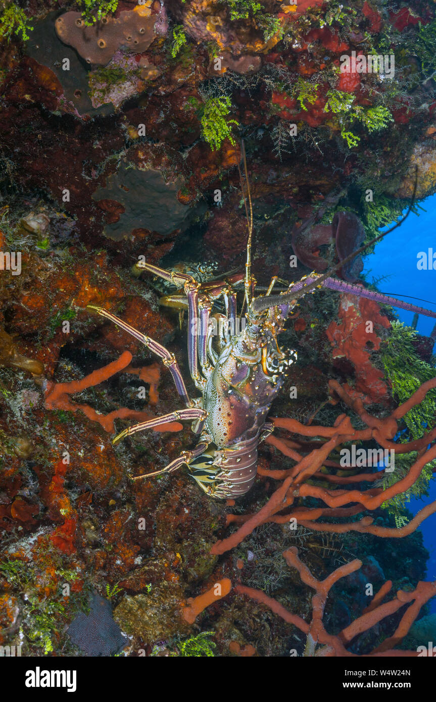 Large lobster -Fotos und -Bildmaterial in hoher Auflösung – Alamy