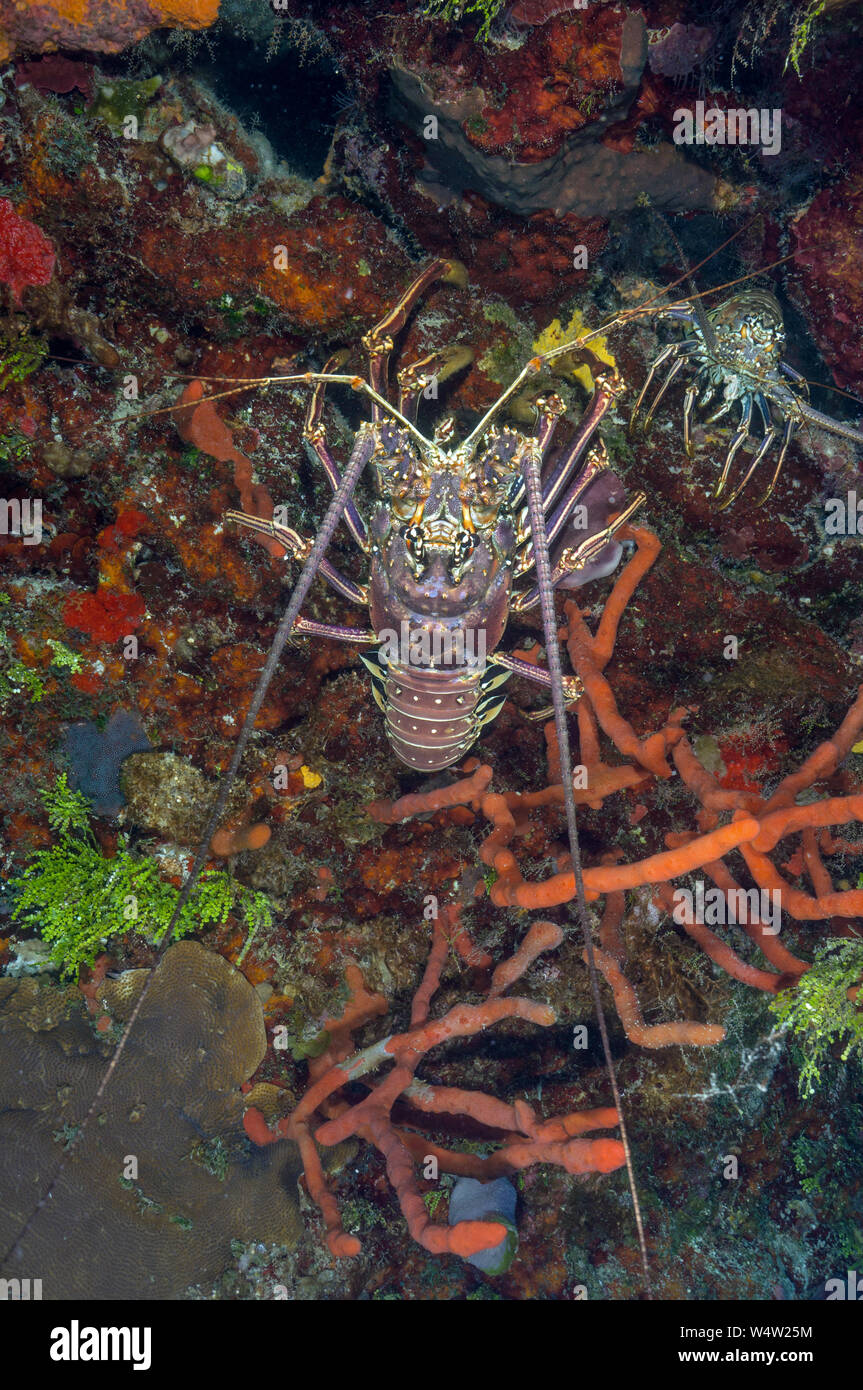 Large lobster -Fotos und -Bildmaterial in hoher Auflösung – Alamy