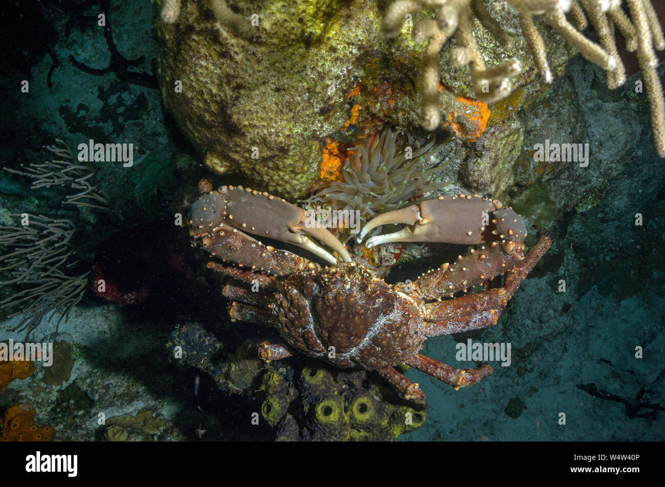 Klammernde Krabbe Stockfotos und -bilder Kaufen - Alamy