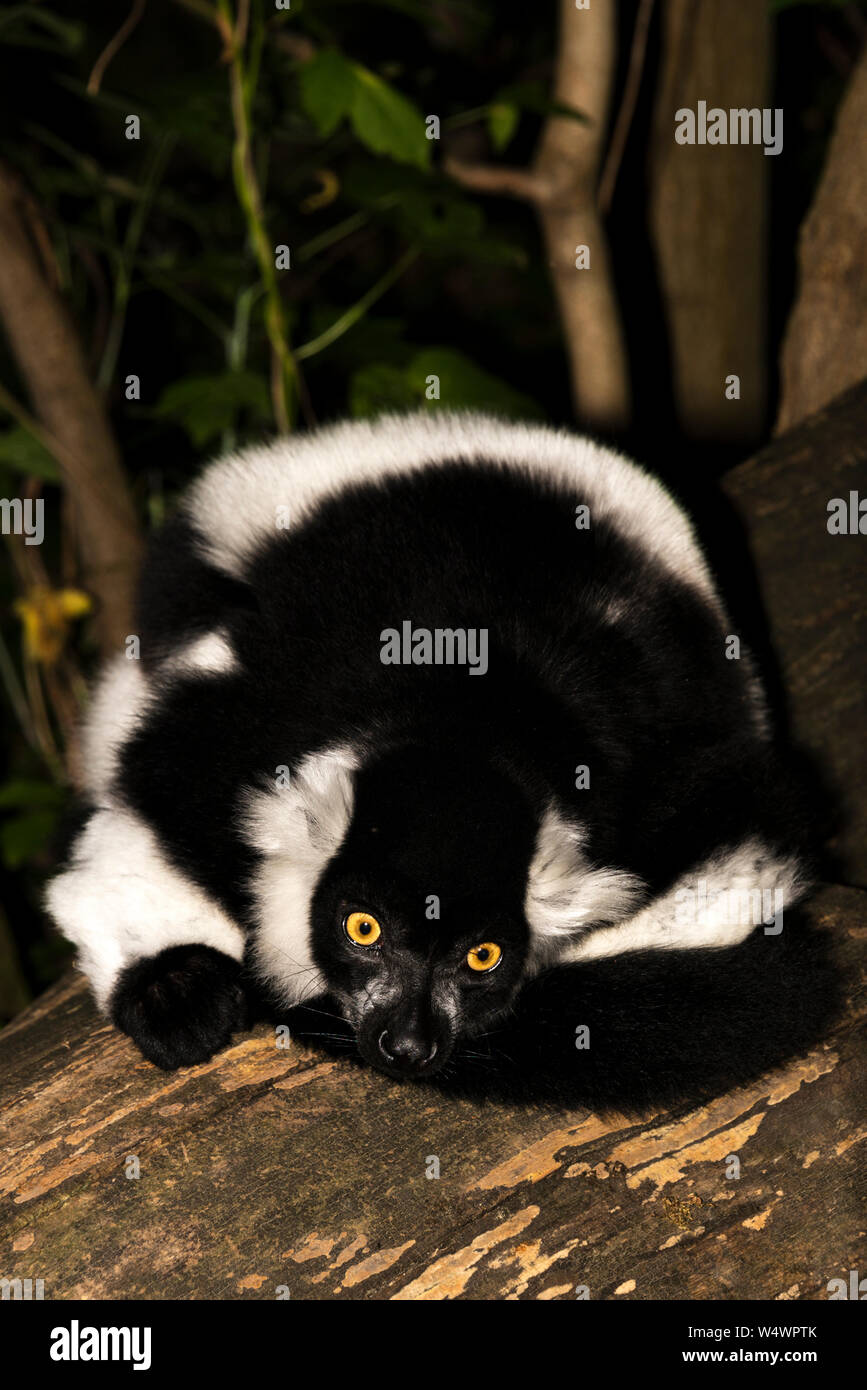 Lemur varecia variegata -Fotos und -Bildmaterial in hoher Auflösung – Alamy