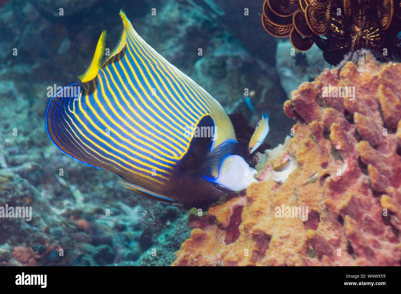 Imperator kaiserfisch (Pomacanthus imperator) Fütterung mit Schwamm ...