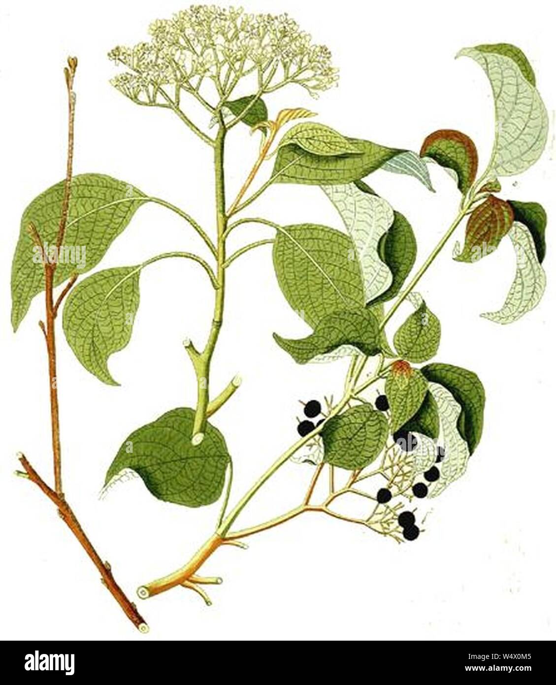 Cornus alternifolia -Fotos und -Bildmaterial in hoher Auflösung – Alamy