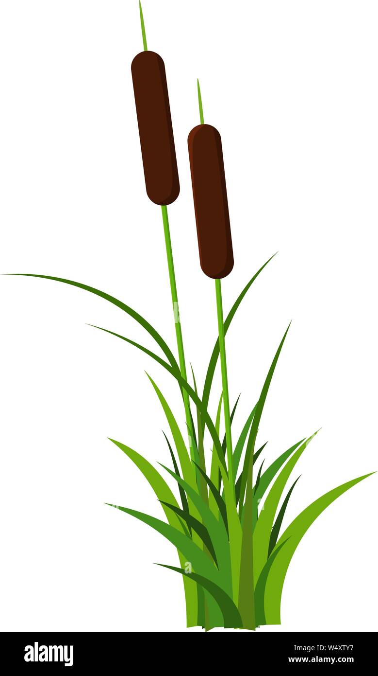 Reed stiel Stock-Vektorgrafiken kaufen - Alamy