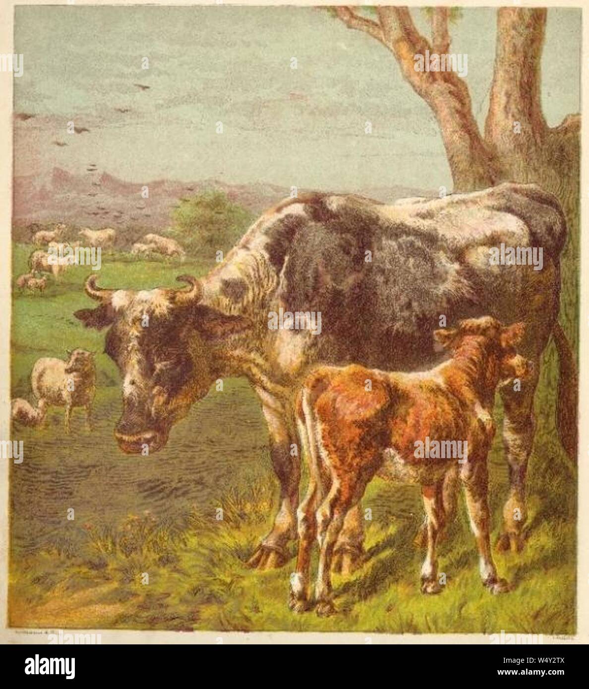 Kuh kalb zeichnung -Fotos und -Bildmaterial in hoher Auflösung – Alamy