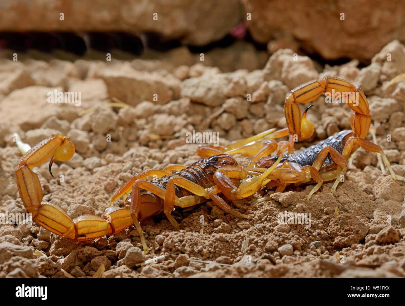 Marokkanischer skorpion -Fotos und -Bildmaterial in hoher Auflösung – Alamy