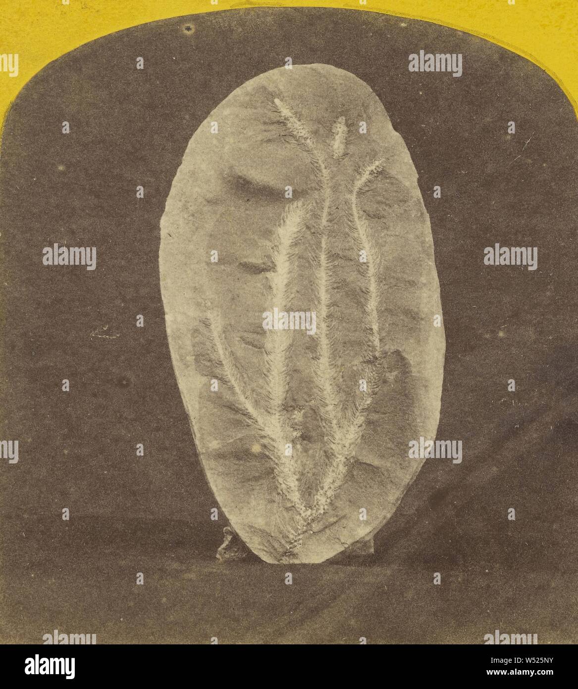 Paläozoikum Fossilien. Lepidodendron-Elegans. Von der South ...