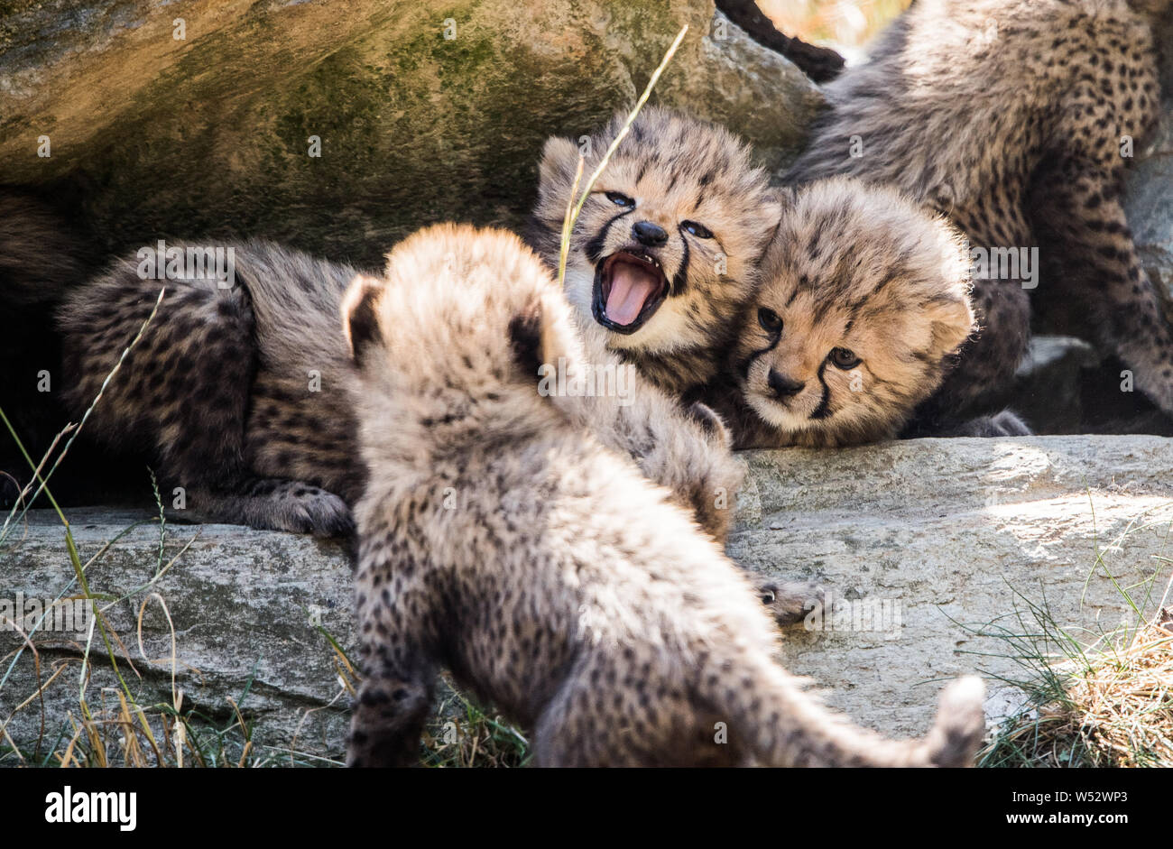 Kronberg, Deutschland. 26. Juli, 2019. Der gepard Jungen sorgfältig ...