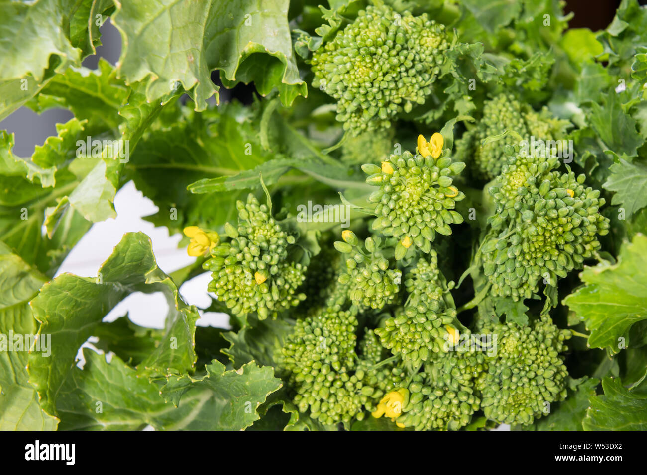 Brassica rapa sylvestris -Fotos und -Bildmaterial in hoher Auflösung ...