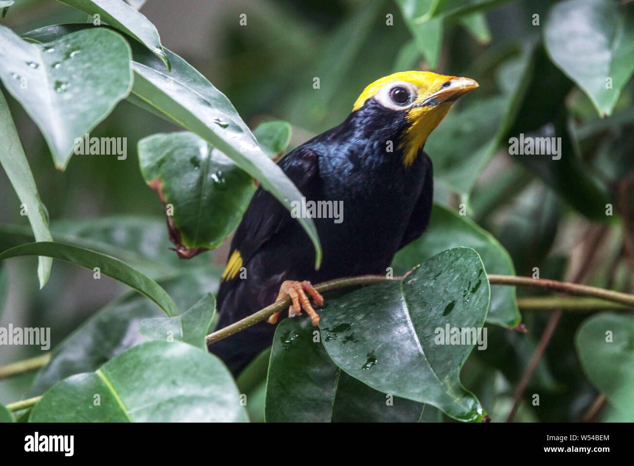 Crested myna vögel -Fotos und -Bildmaterial in hoher Auflösung – Alamy