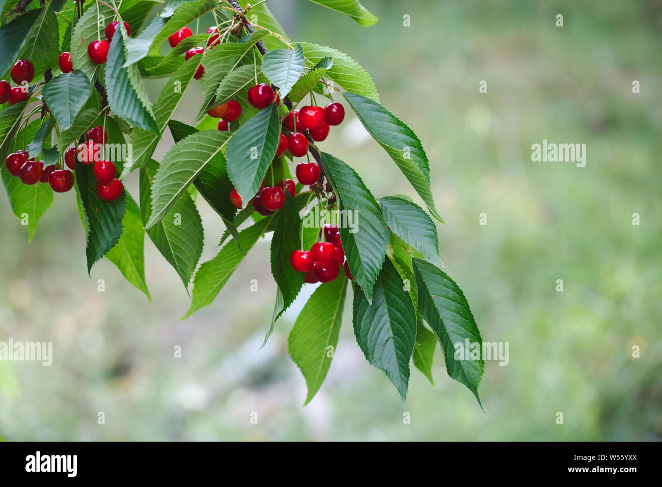 Zwerg kirsche -Fotos und -Bildmaterial in hoher Auflösung – Alamy