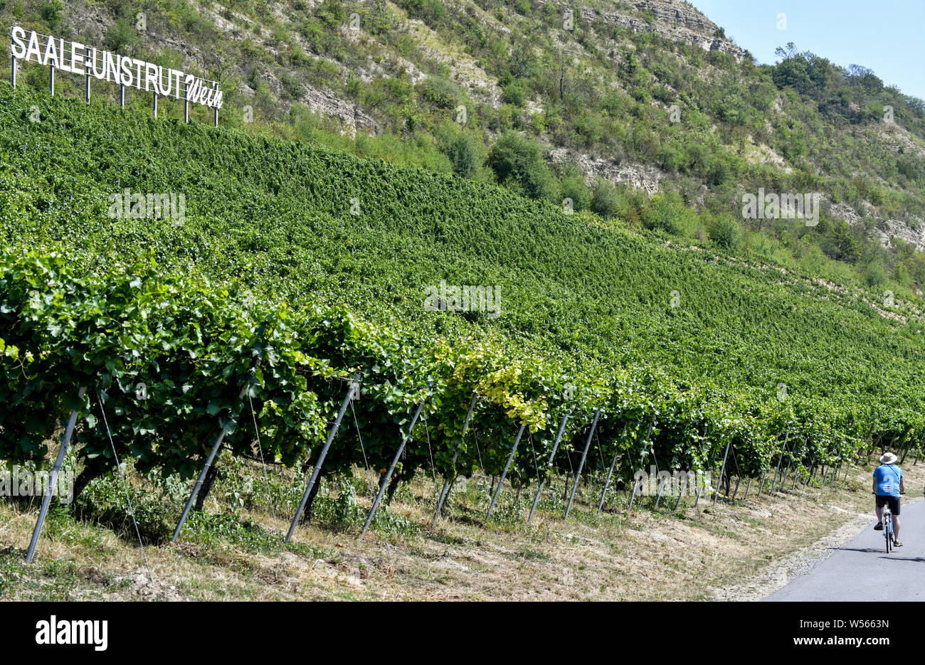 Saale unstrut wein -Fotos und -Bildmaterial in hoher Auflösung – Alamy