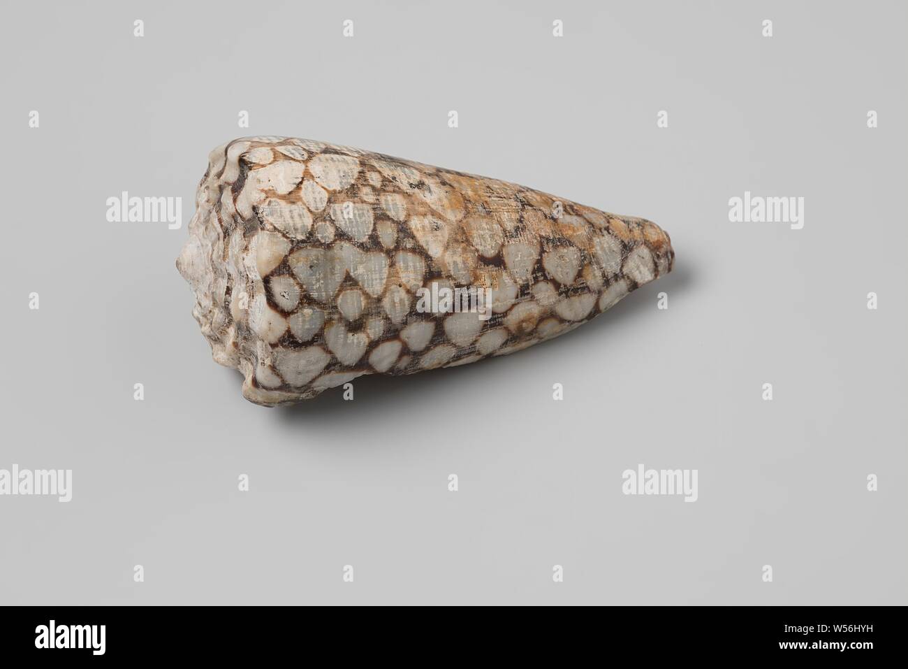 Conus Marmoreus Stockfotos und -bilder Kaufen - Alamy
