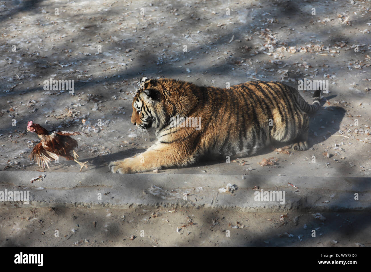 Siberian tiger harbin china -Fotos und -Bildmaterial in hoher Auflösung ...
