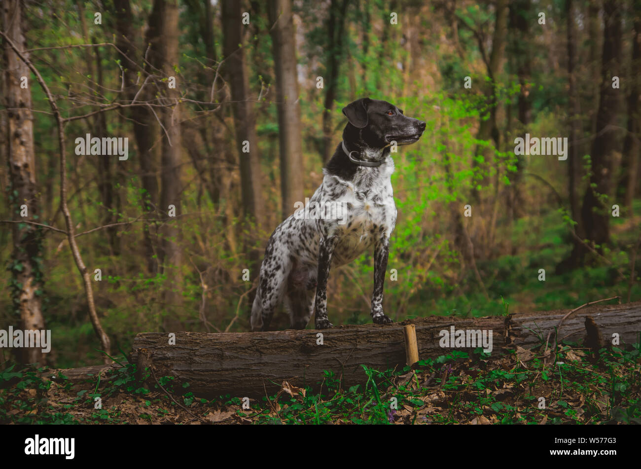 Hund Posiert Im Garten Stockfotos und -bilder Kaufen - Alamy