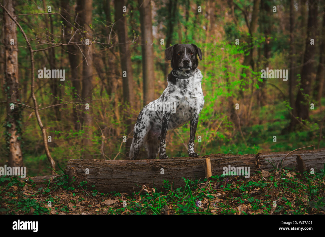 Hund posiert -Fotos und -Bildmaterial in hoher Auflösung - Seite 2 - Alamy