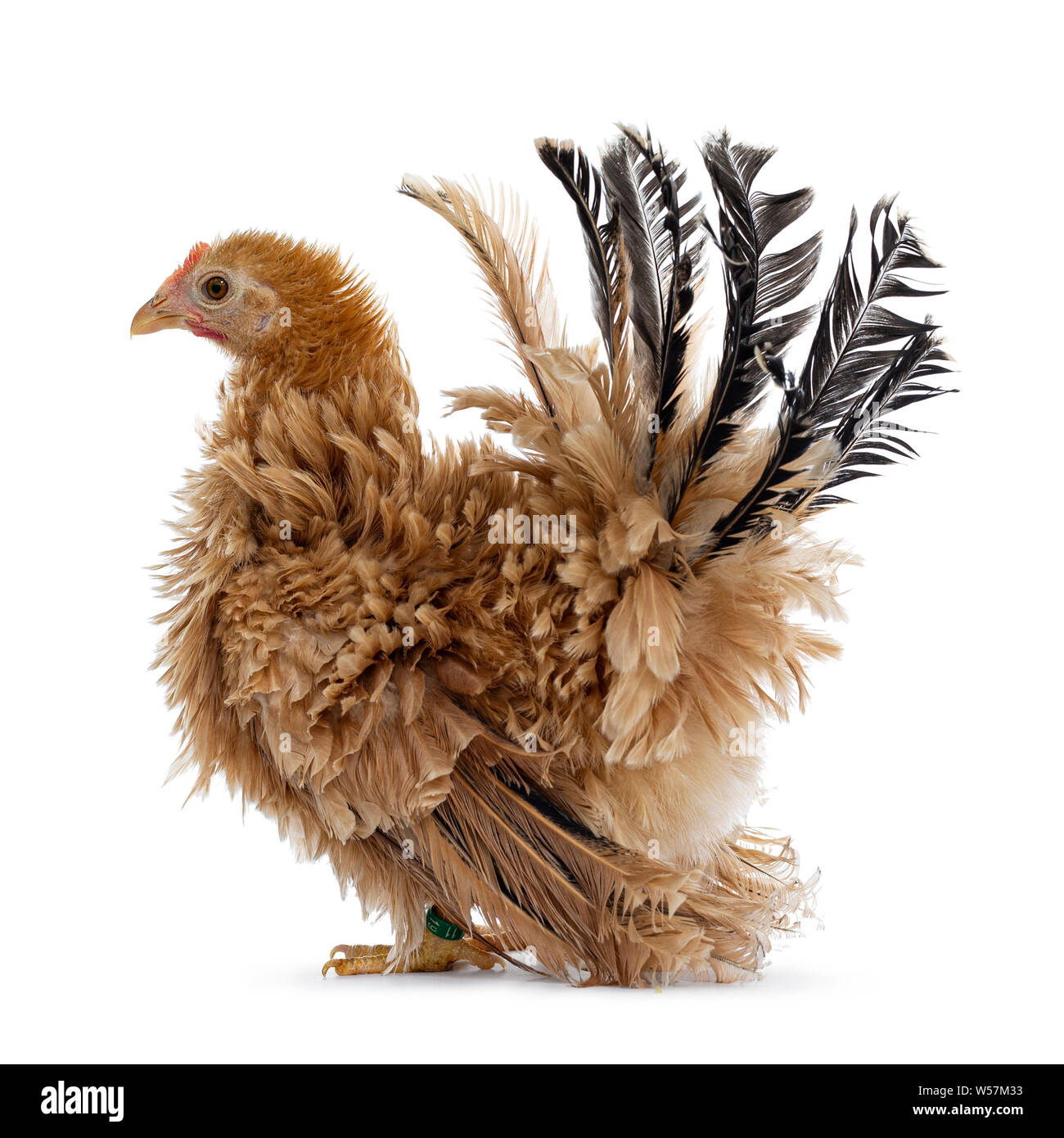 Buff bantam -Fotos und -Bildmaterial in hoher Auflösung – Alamy