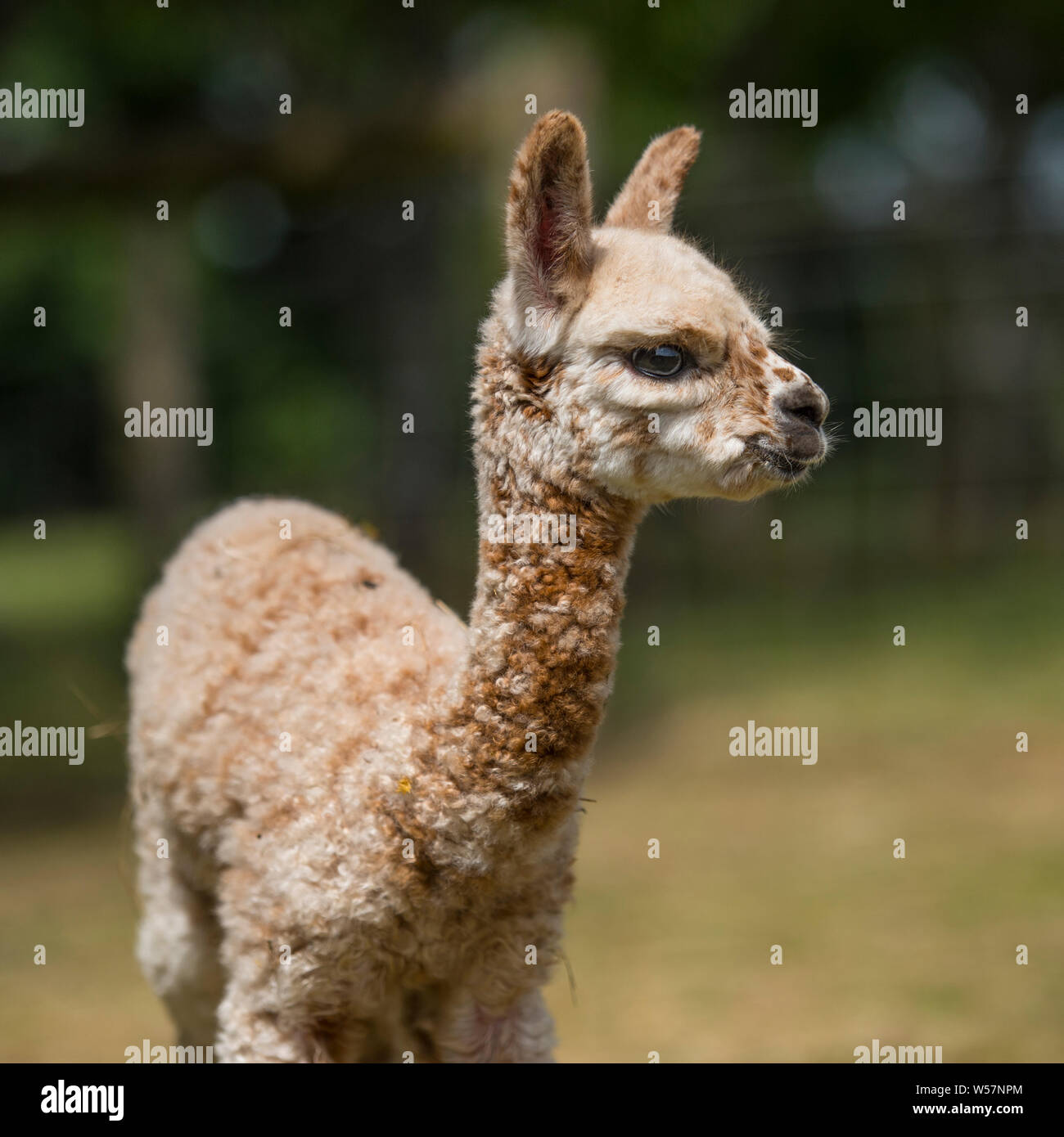 Huacaya alpaka -Fotos und -Bildmaterial in hoher Auflösung – Alamy