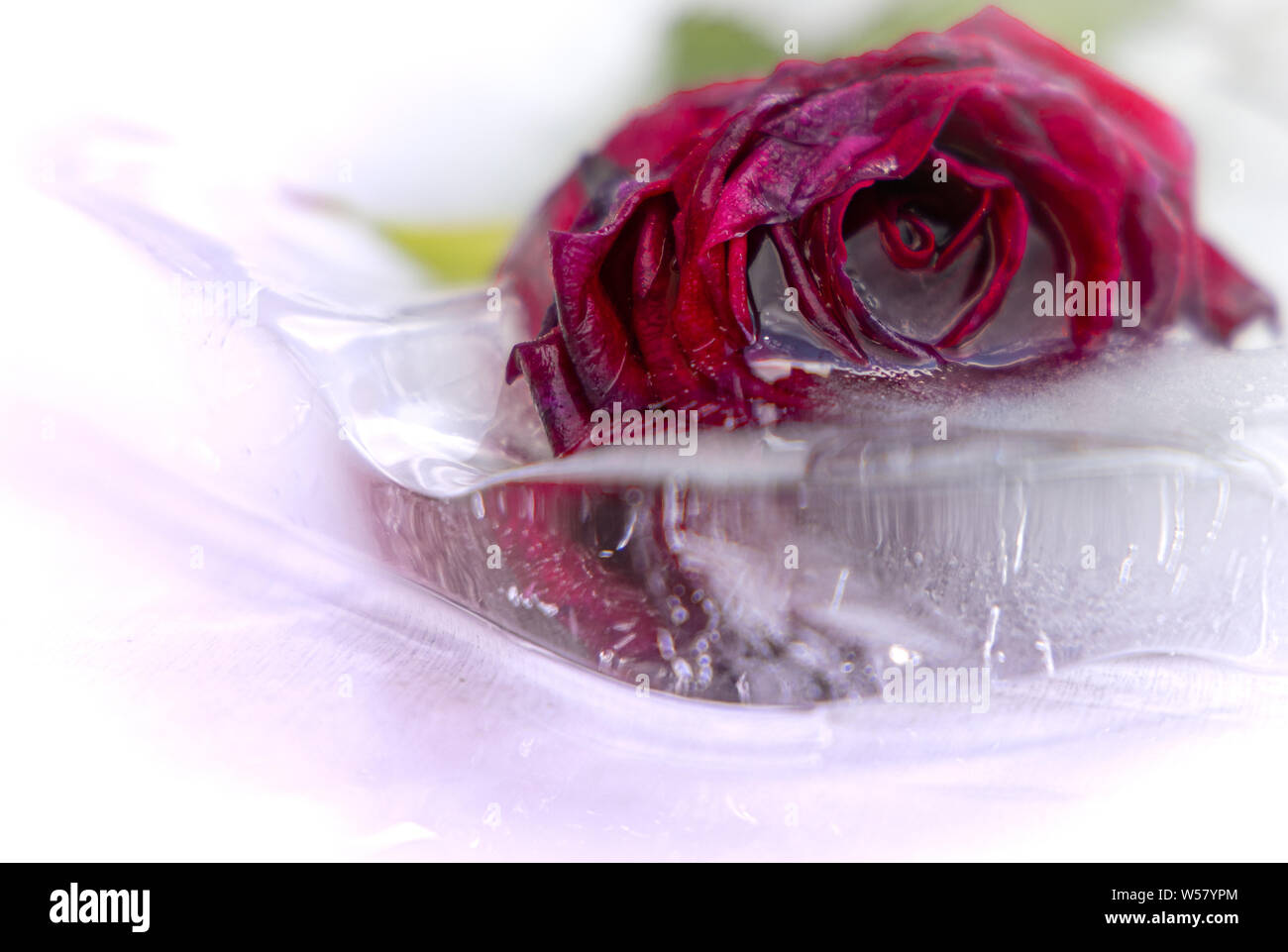 Gefrorene rose -Fotos und -Bildmaterial in hoher Auflösung – Alamy