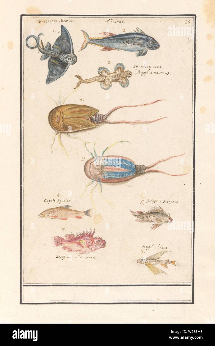 Sieben verschiedene fische -Fotos und -Bildmaterial in hoher Auflösung ...