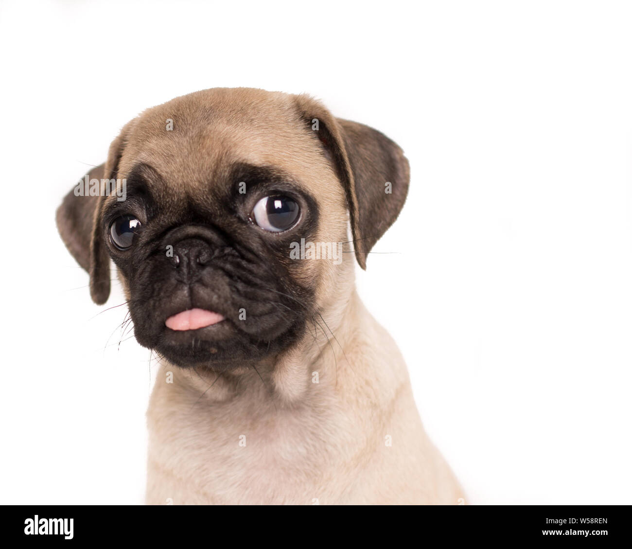 Mops lustig -Fotos und -Bildmaterial in hoher Auflösung – Alamy