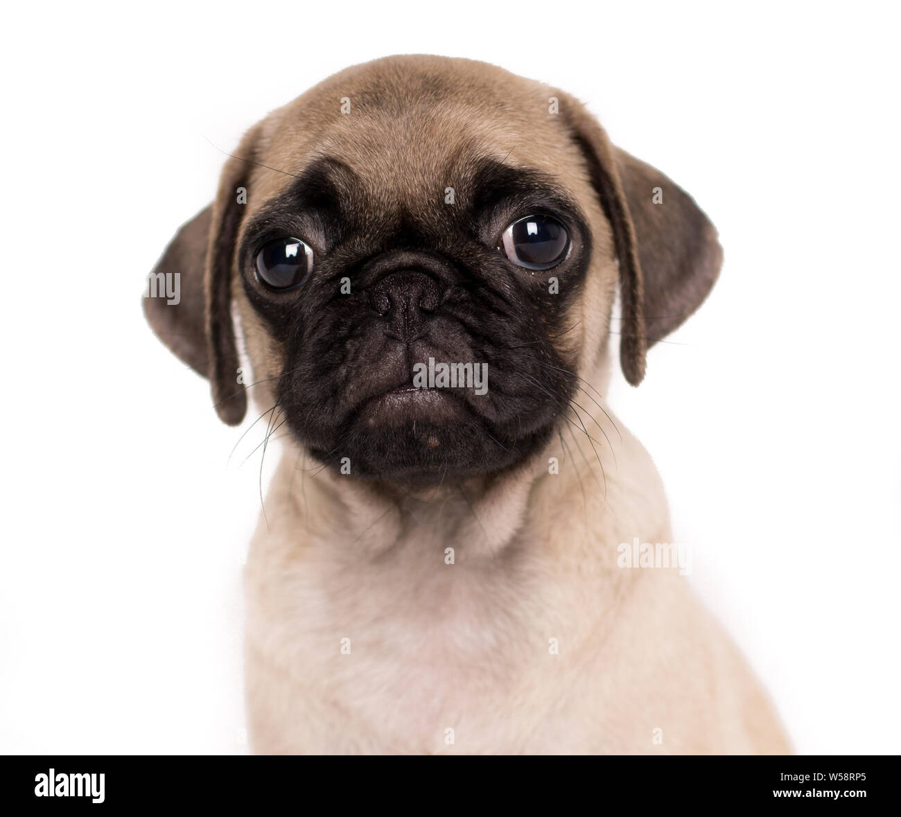 Mops lustig -Fotos und -Bildmaterial in hoher Auflösung – Alamy