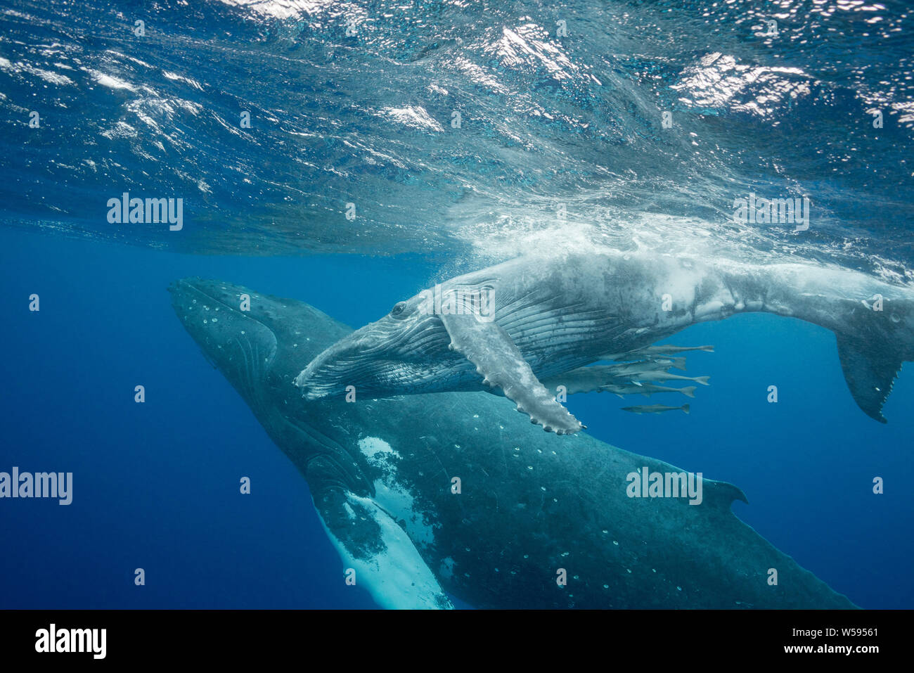 Wal sauger -Fotos und -Bildmaterial in hoher Auflösung – Alamy