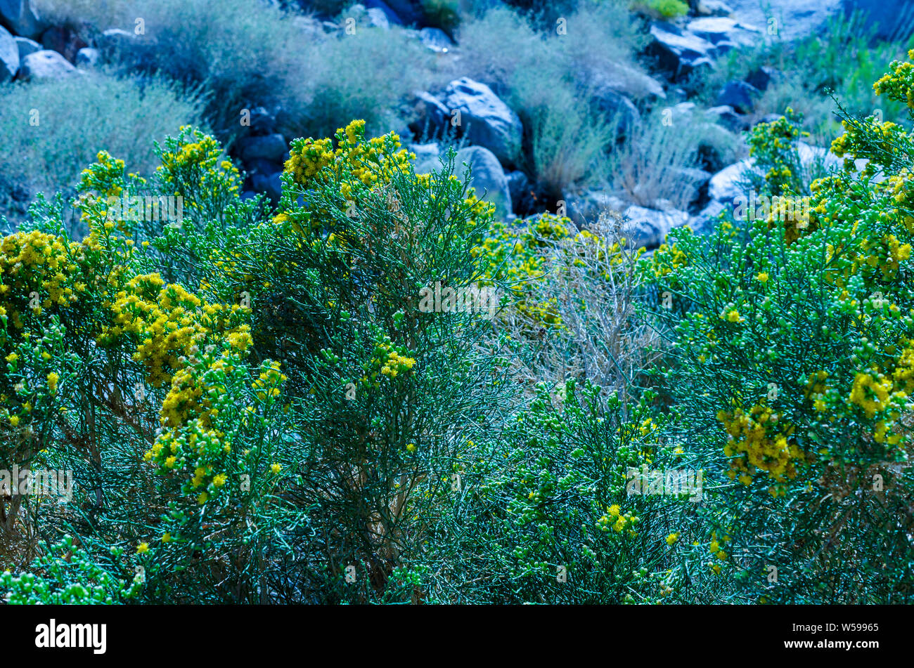Kreosot büsche -Fotos und -Bildmaterial in hoher Auflösung – Alamy