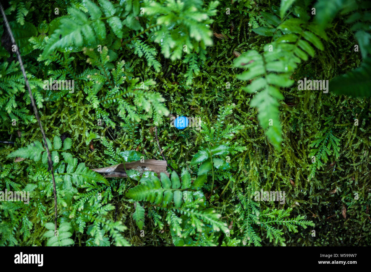 Hawaiianische vegetation -Fotos und -Bildmaterial in hoher Auflösung ...