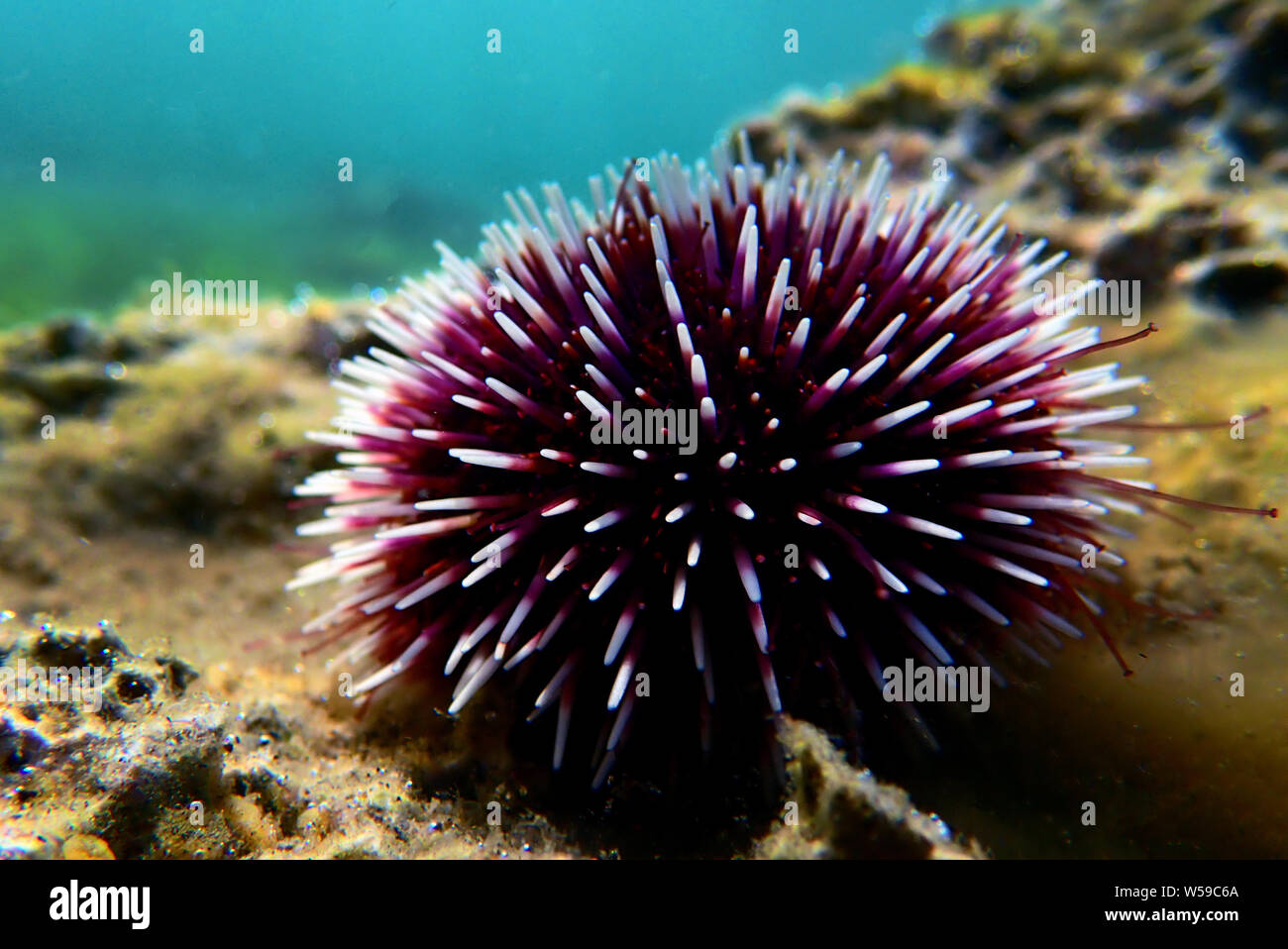 Lila seeigel sphaerechinus granularis -Fotos und -Bildmaterial in hoher ...