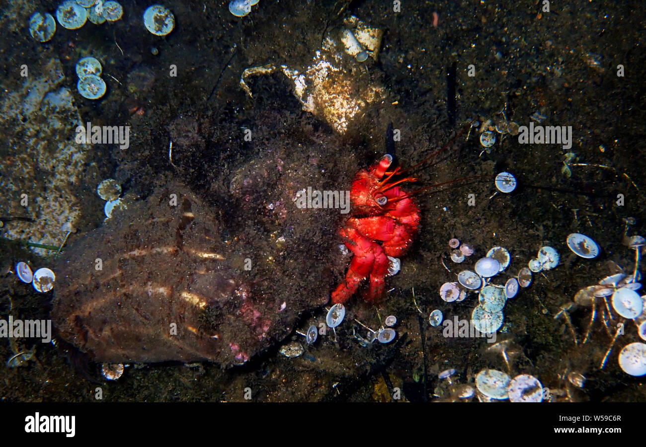 Lila seeigel sphaerechinus granularis -Fotos und -Bildmaterial in hoher ...