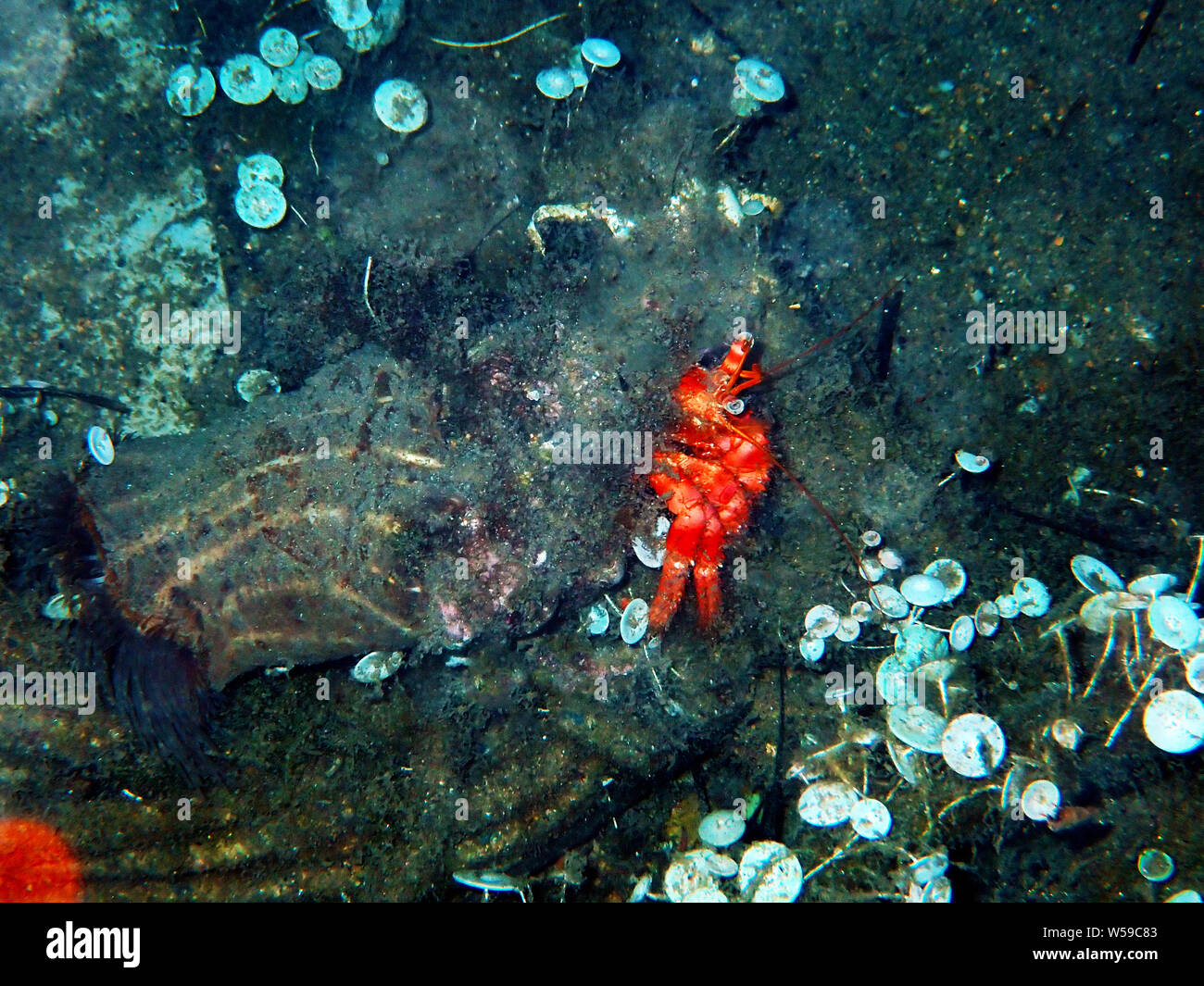 Lila seeigel sphaerechinus granularis -Fotos und -Bildmaterial in hoher ...