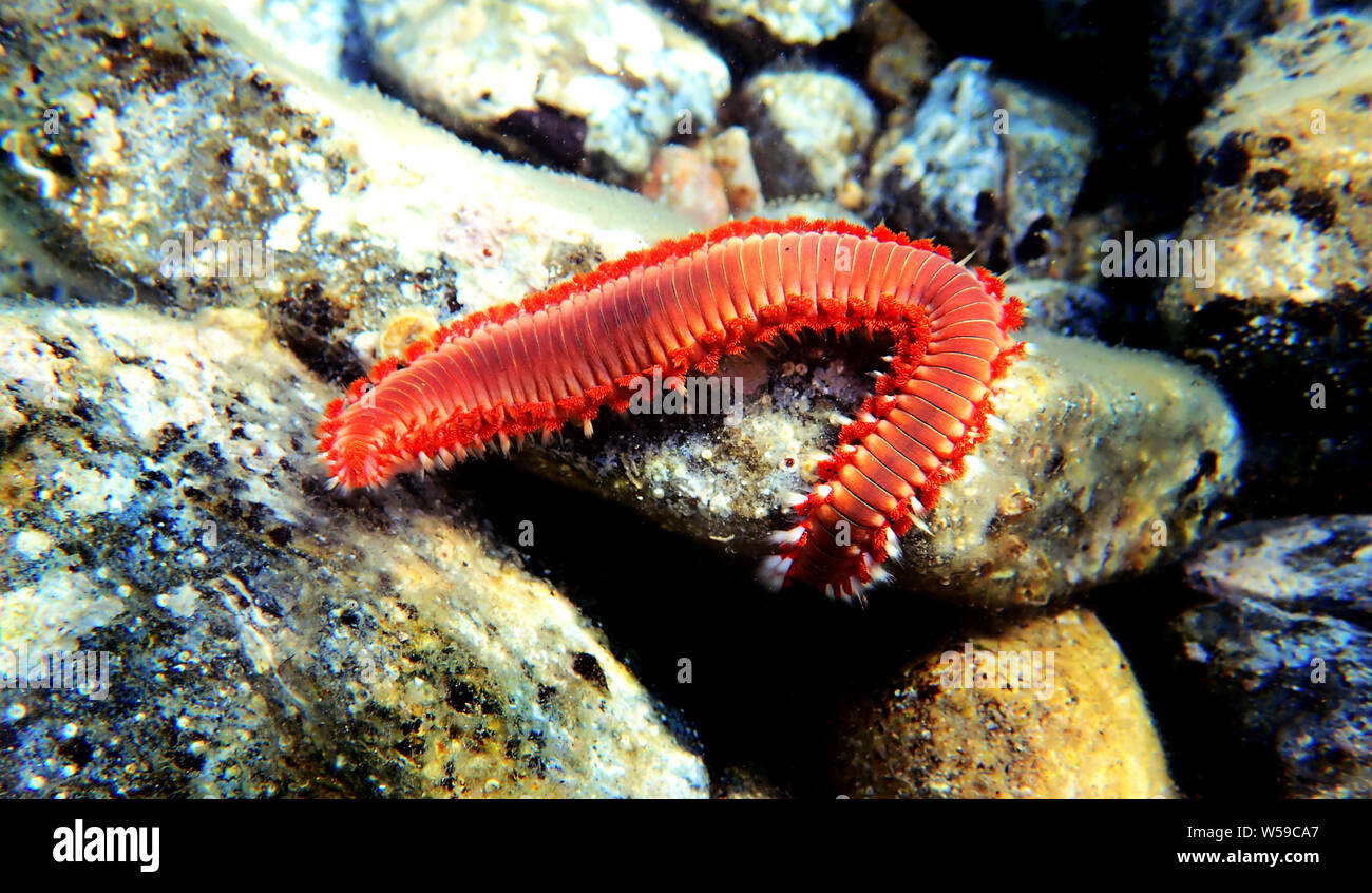 Fire bristle worm Stockfotos und -bilder Kaufen - Alamy