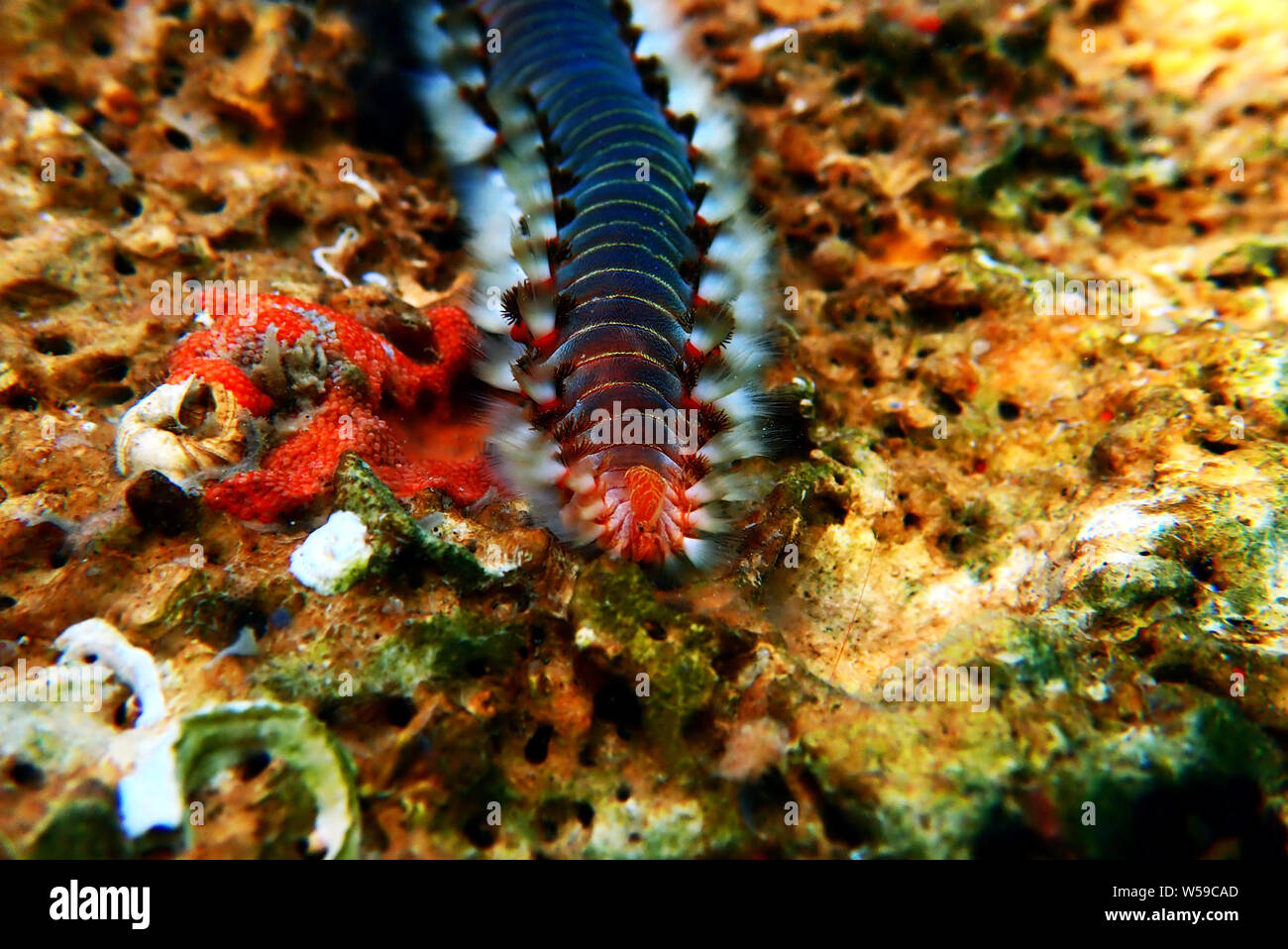 Fire bristle worm Stockfotos und -bilder Kaufen - Alamy