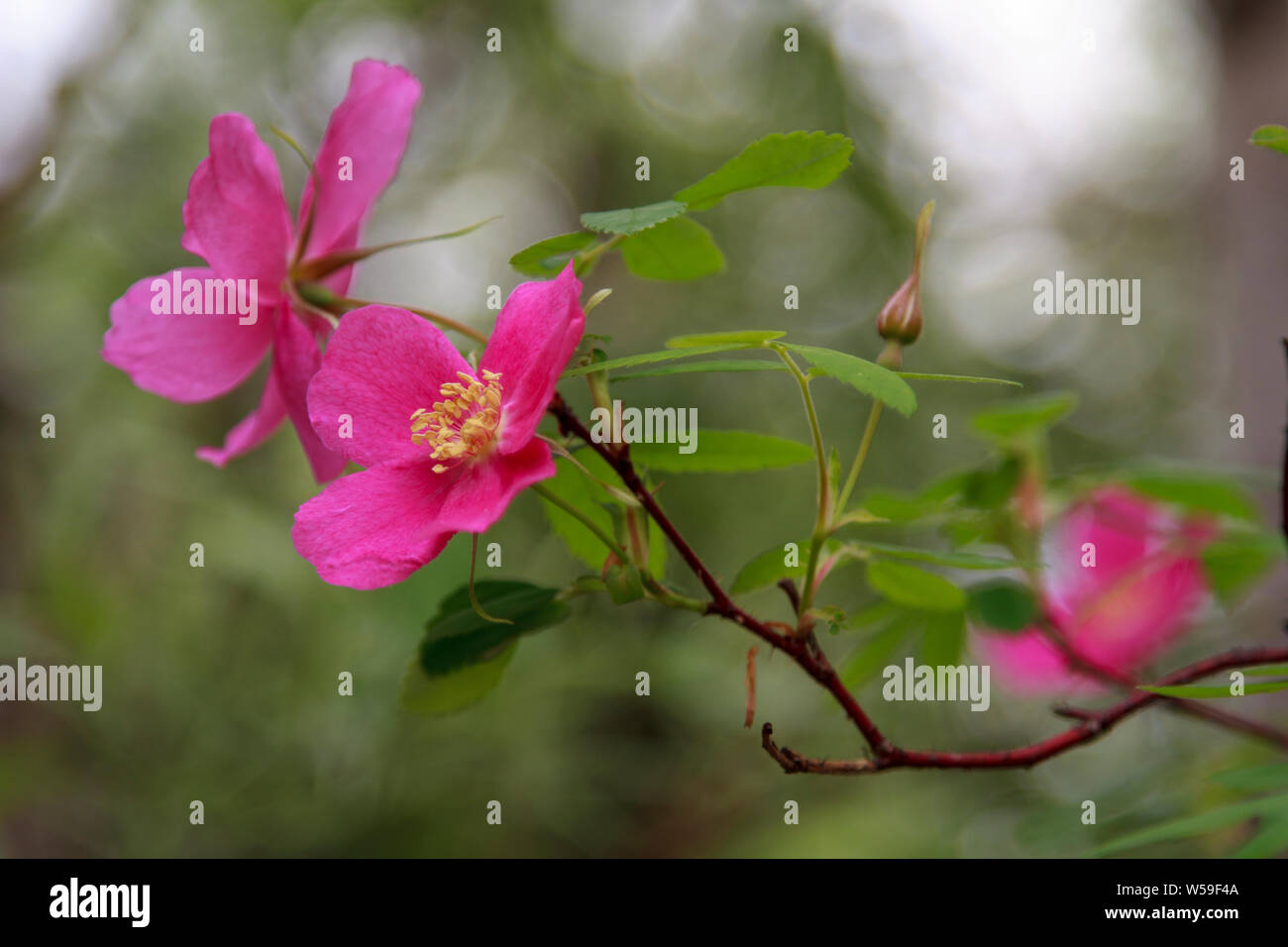 Pink wild flowers alaska -Fotos und -Bildmaterial in hoher Auflösung ...