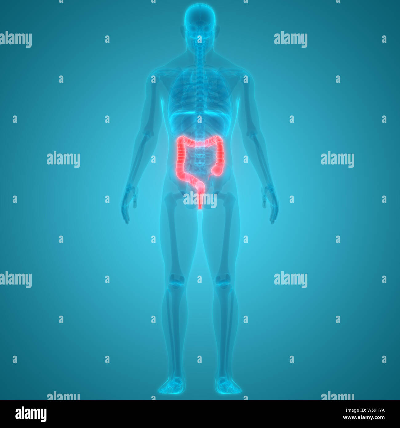Menschliche Verdauungssystem Dickdarm Anatomie Stockfotografie - Alamy