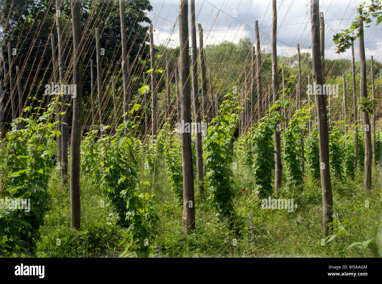 Kent erbe -Fotos und -Bildmaterial in hoher Auflösung – Alamy