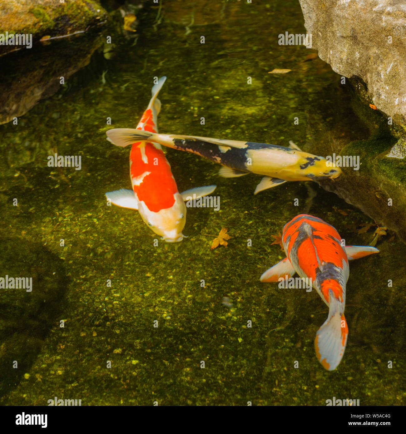 Koi Japan Stockfotos und -bilder Kaufen - Alamy