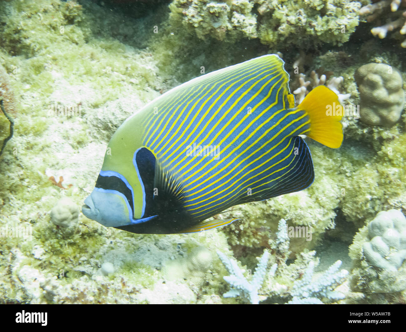 Der Imperator kaiserfisch (pomacanthus Imperator), ein Riff Fische im ...