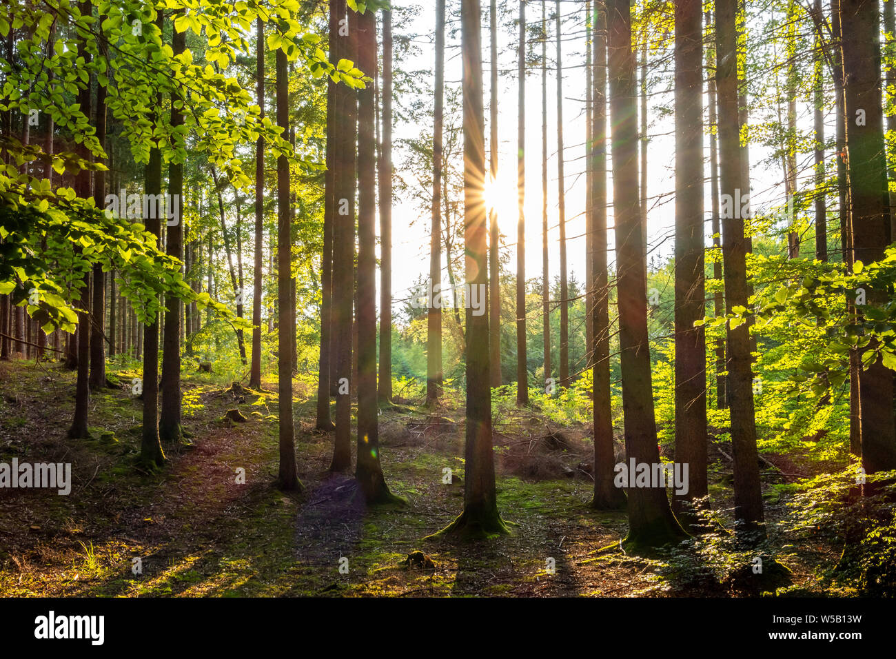 Wald mit Norwegen Fichten (Picea abies) und Europäische Buche (Fagus ...