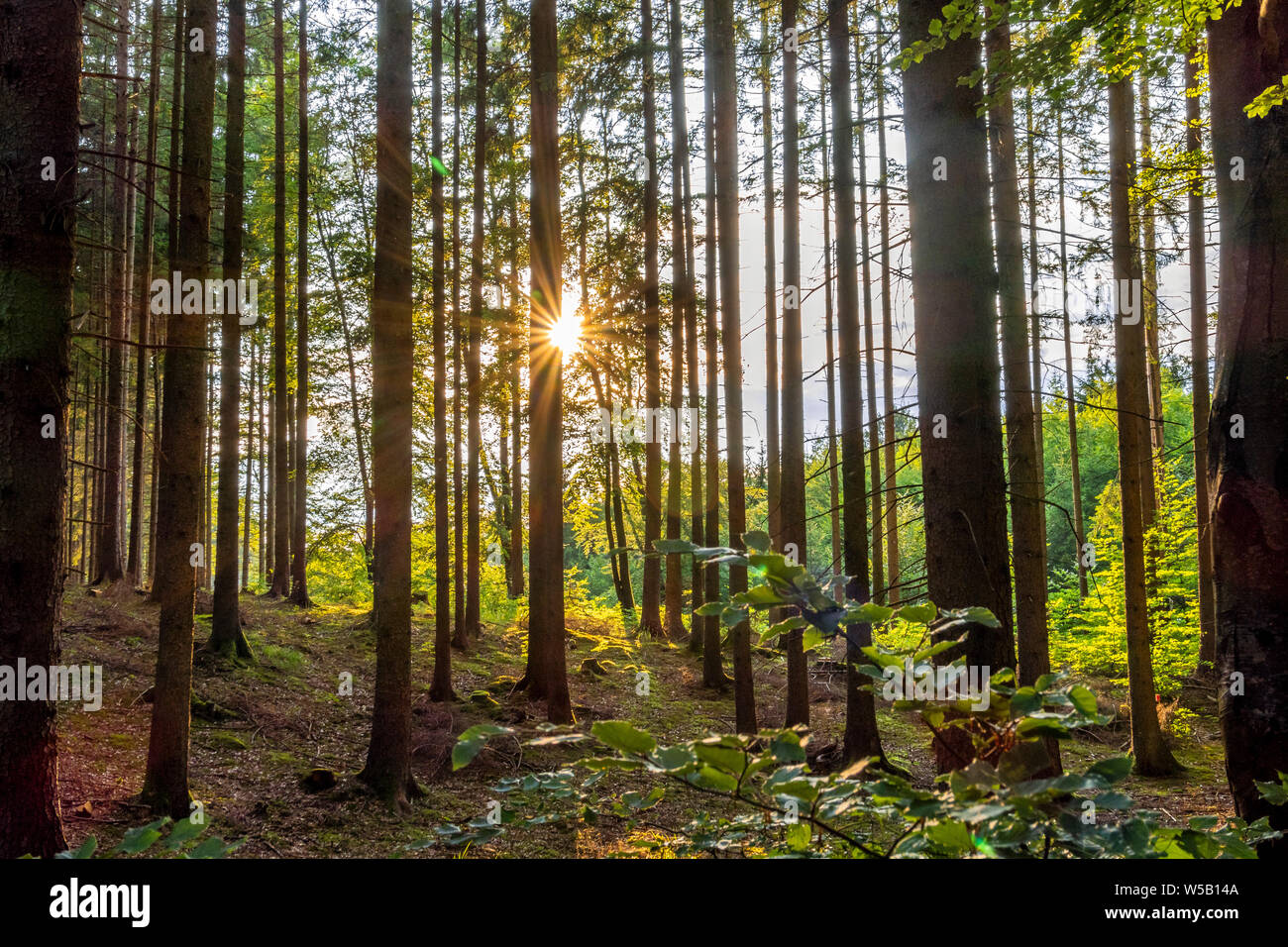 Fichten picea abies -Fotos und -Bildmaterial in hoher Auflösung – Alamy