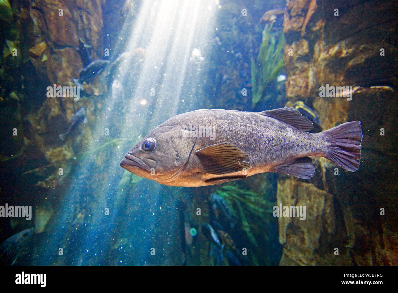 Fisch seebarsch -Fotos und -Bildmaterial in hoher Auflösung – Alamy