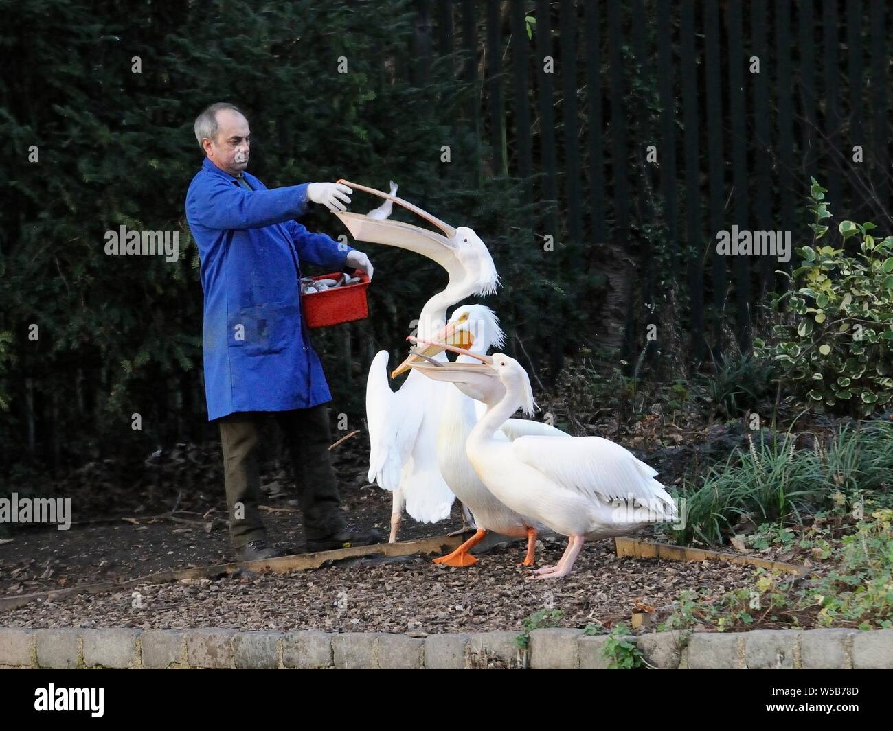 Großer weißer pelikan -Fotos und -Bildmaterial in hoher Auflösung – Alamy
