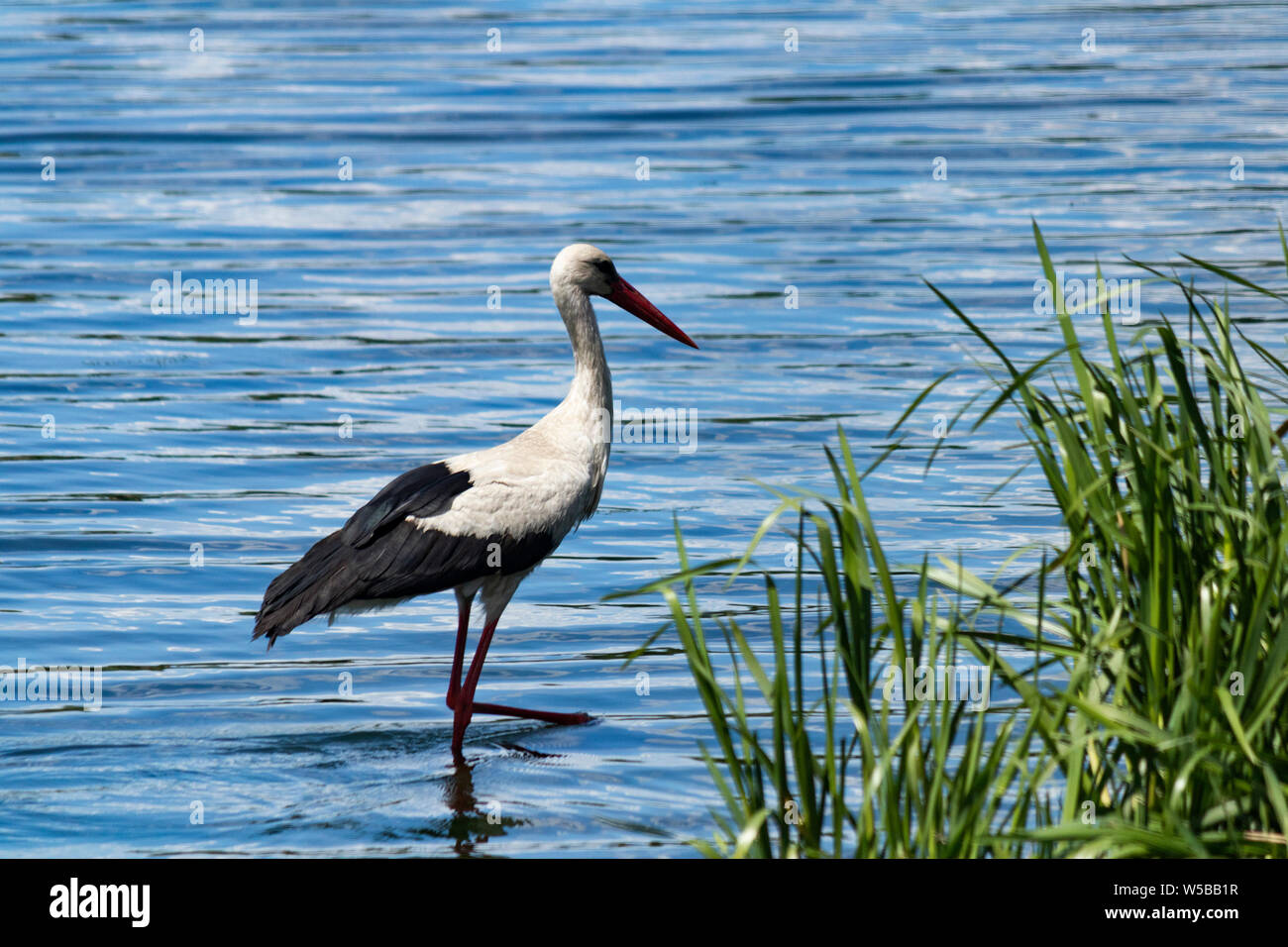Ein schöner, weißer Storch mit schwarzen Flügeln und langem Hals und ...