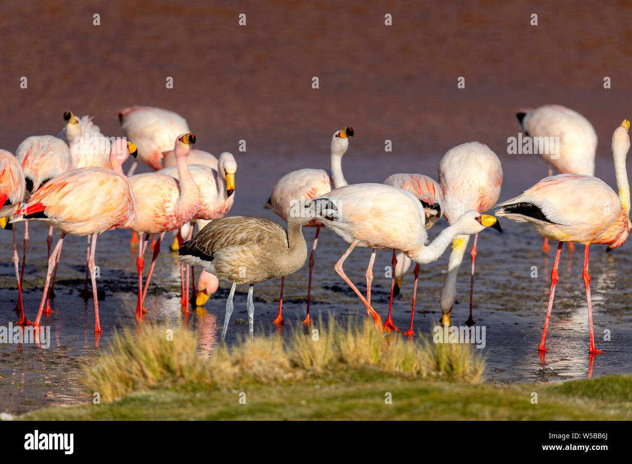 Andenflamingo und bergreflexion -Fotos und -Bildmaterial in hoher ...