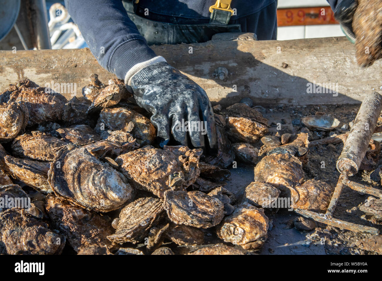 Wilde austernernte -Fotos und -Bildmaterial in hoher Auflösung – Alamy