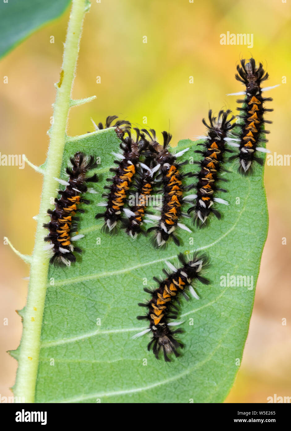 Haarige raupen -Fotos und -Bildmaterial in hoher Auflösung – Alamy