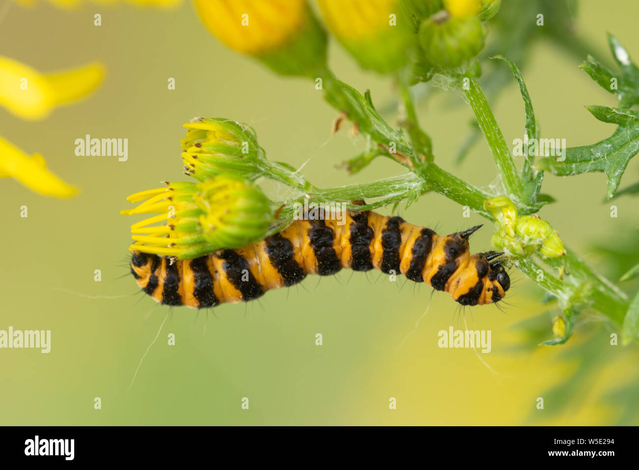 Gelbe und schwarze raupe -Fotos und -Bildmaterial in hoher Auflösung ...