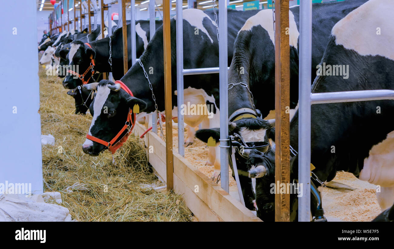 Kuh heu -Fotos und -Bildmaterial in hoher Auflösung – Alamy
